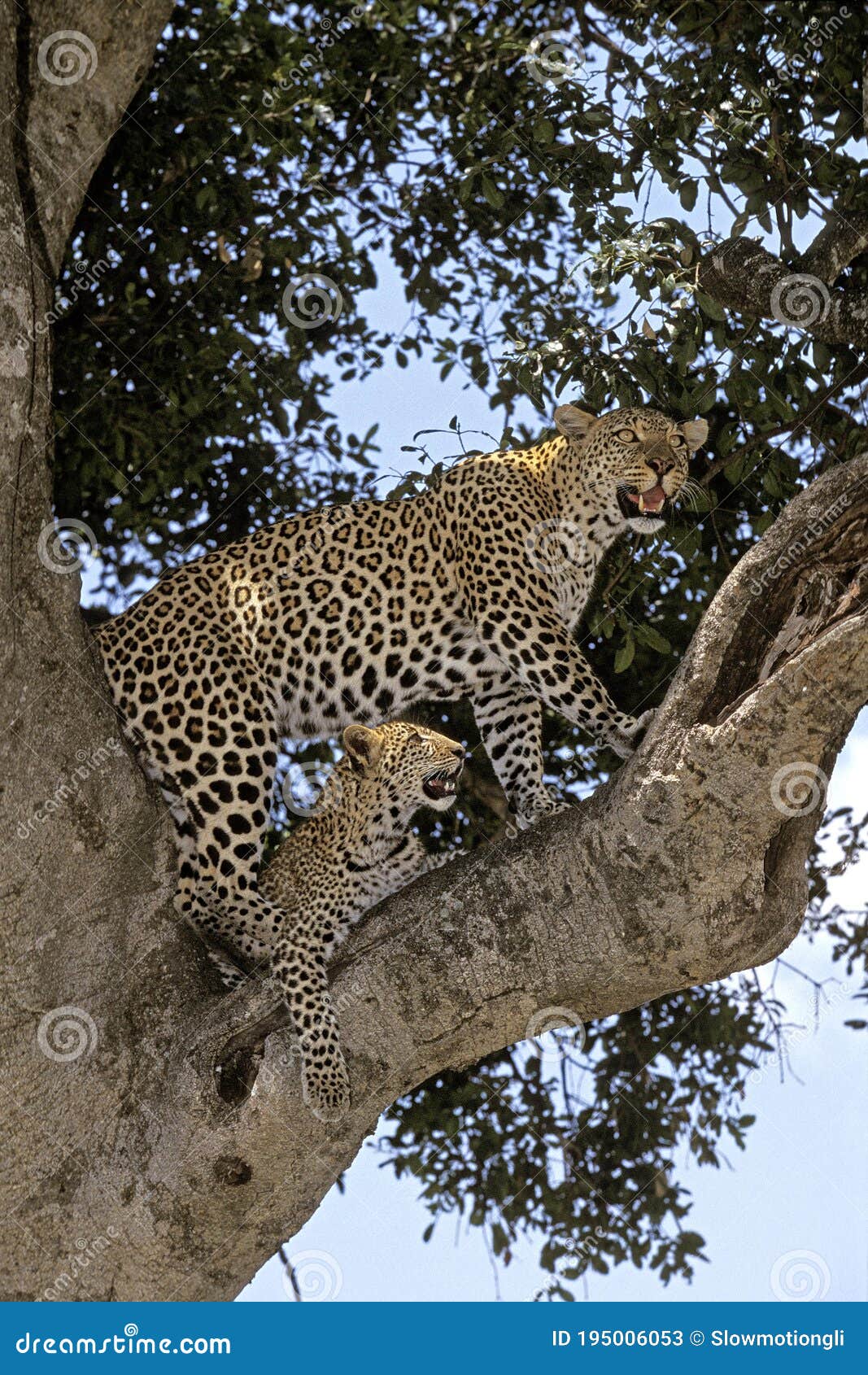 LEOPARD Panthera Pardus, FEMALE with CUB STANDING in TREE Stock Image ...