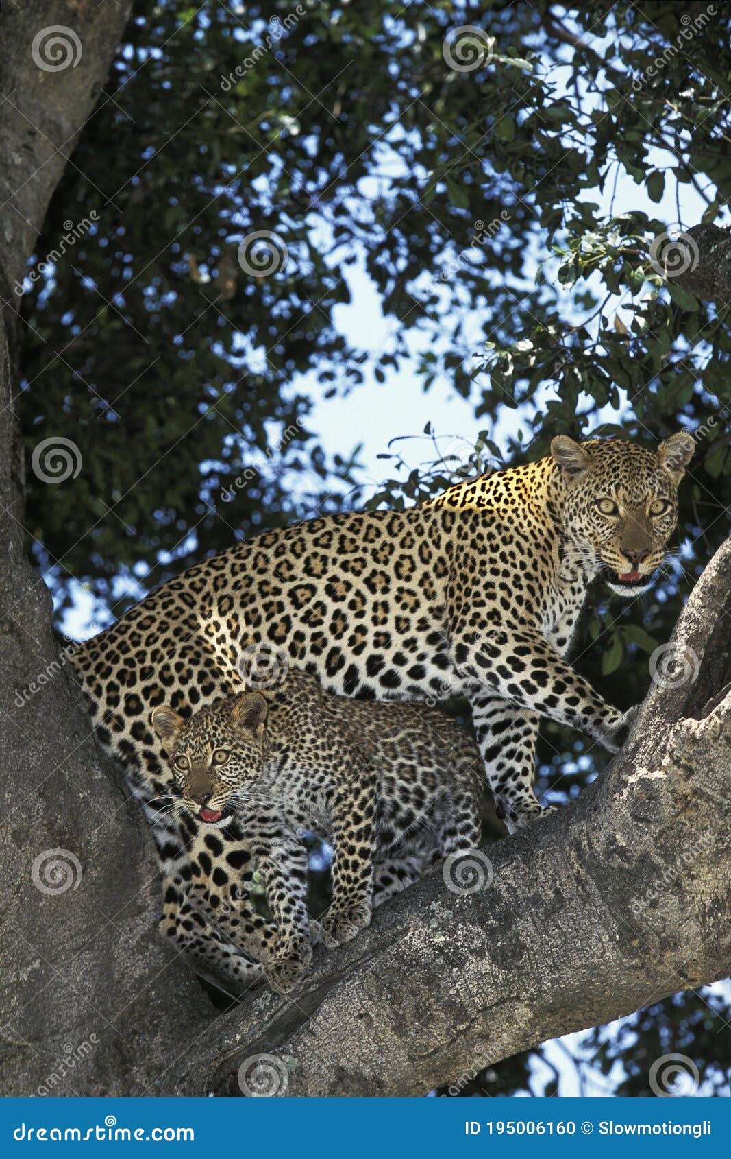 LEOPARD Panthera Pardus, FEMALE with CUB STANDING in TREE Stock Photo ...