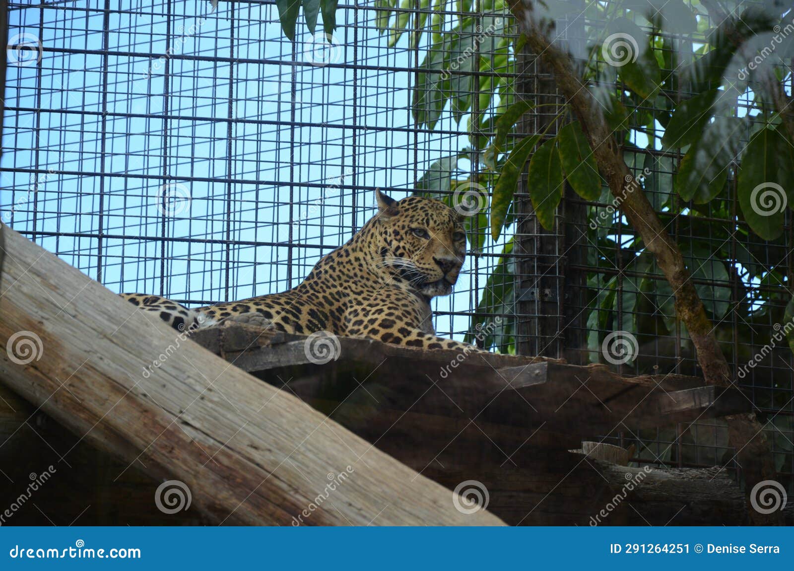 Leopard (Panthera Pardus) in Jungle Parck, Tenerife Stock Image - Image ...