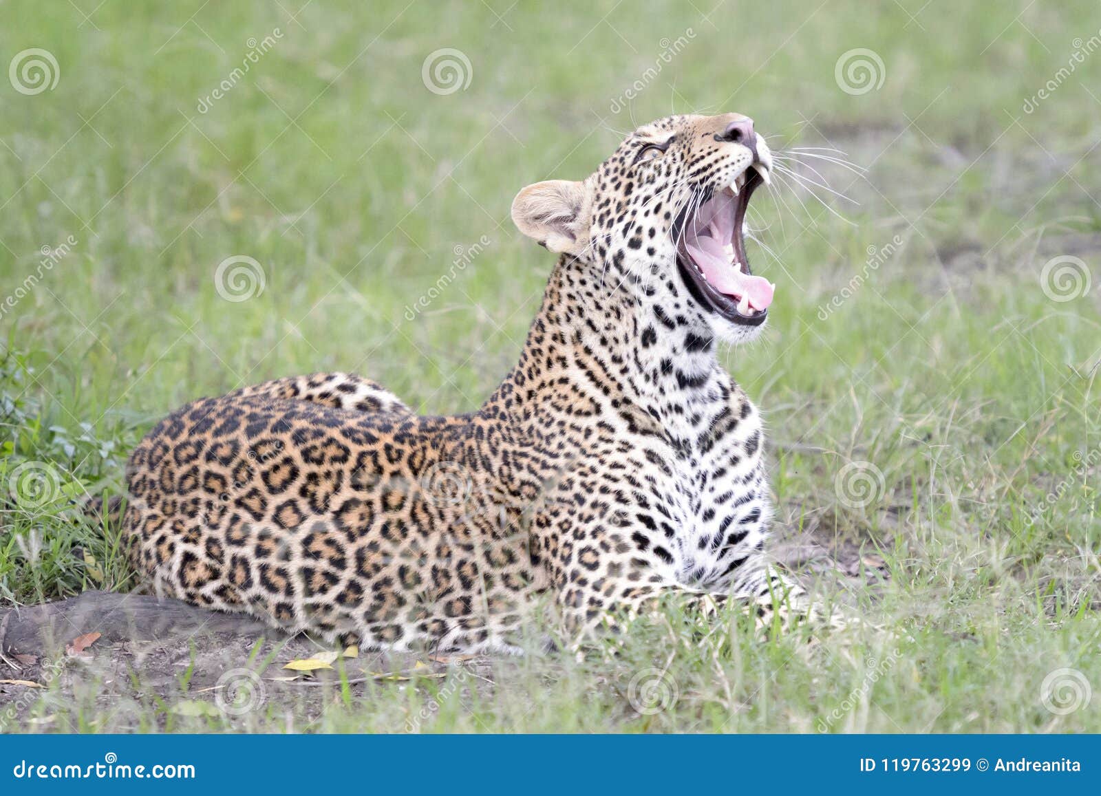 Leopard Yawning while Lying Down Stock Image - Image of east, kenyan ...