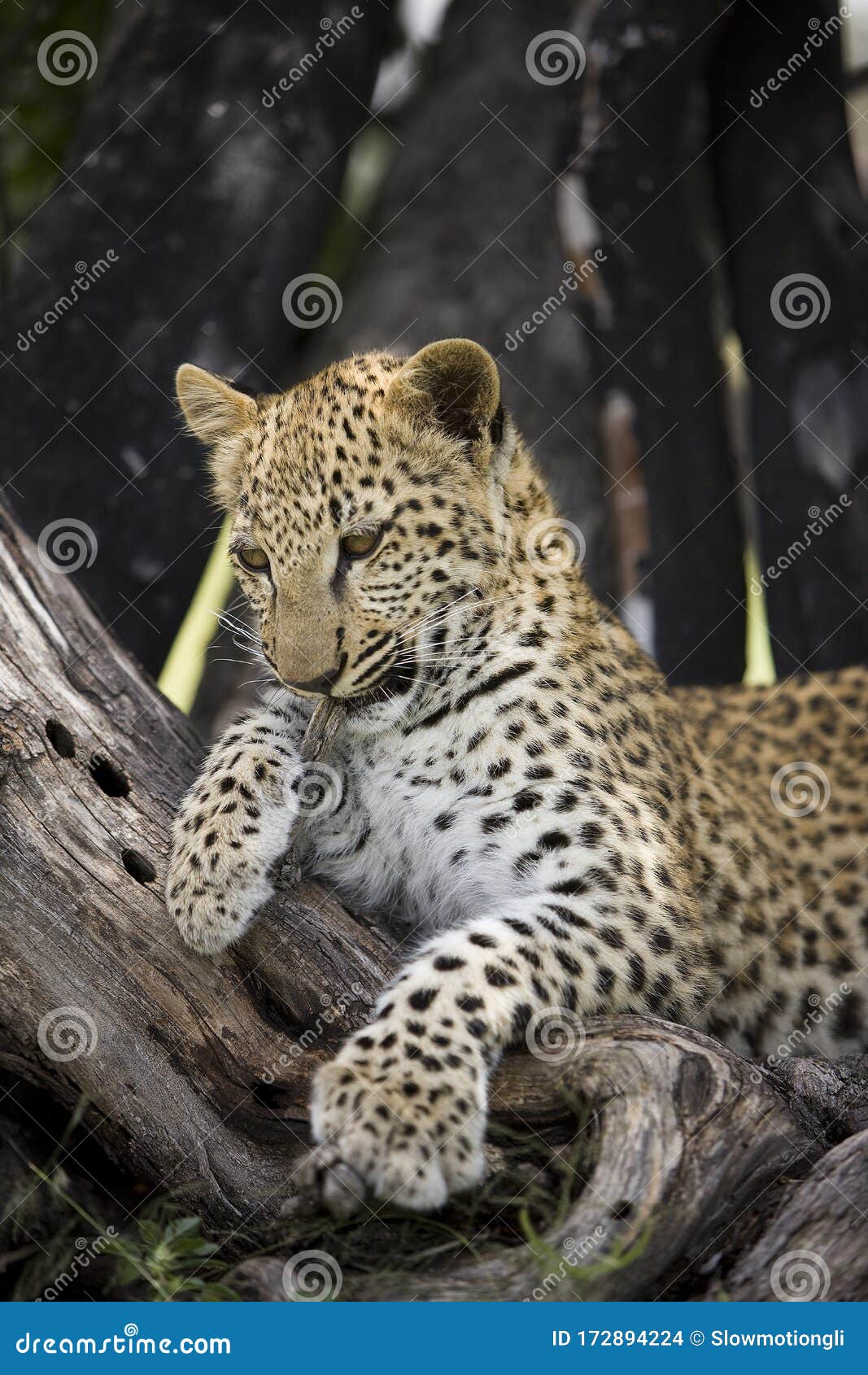 PANTHERE LEOPARD Panthera Pardus Stock Photo - Image of panthera ...