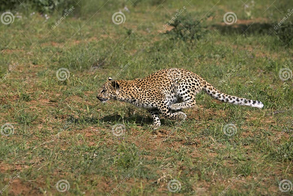 Leopard, Panthera Pardus, 4 Months Old Cub Running, Namibia Stock Photo ...
