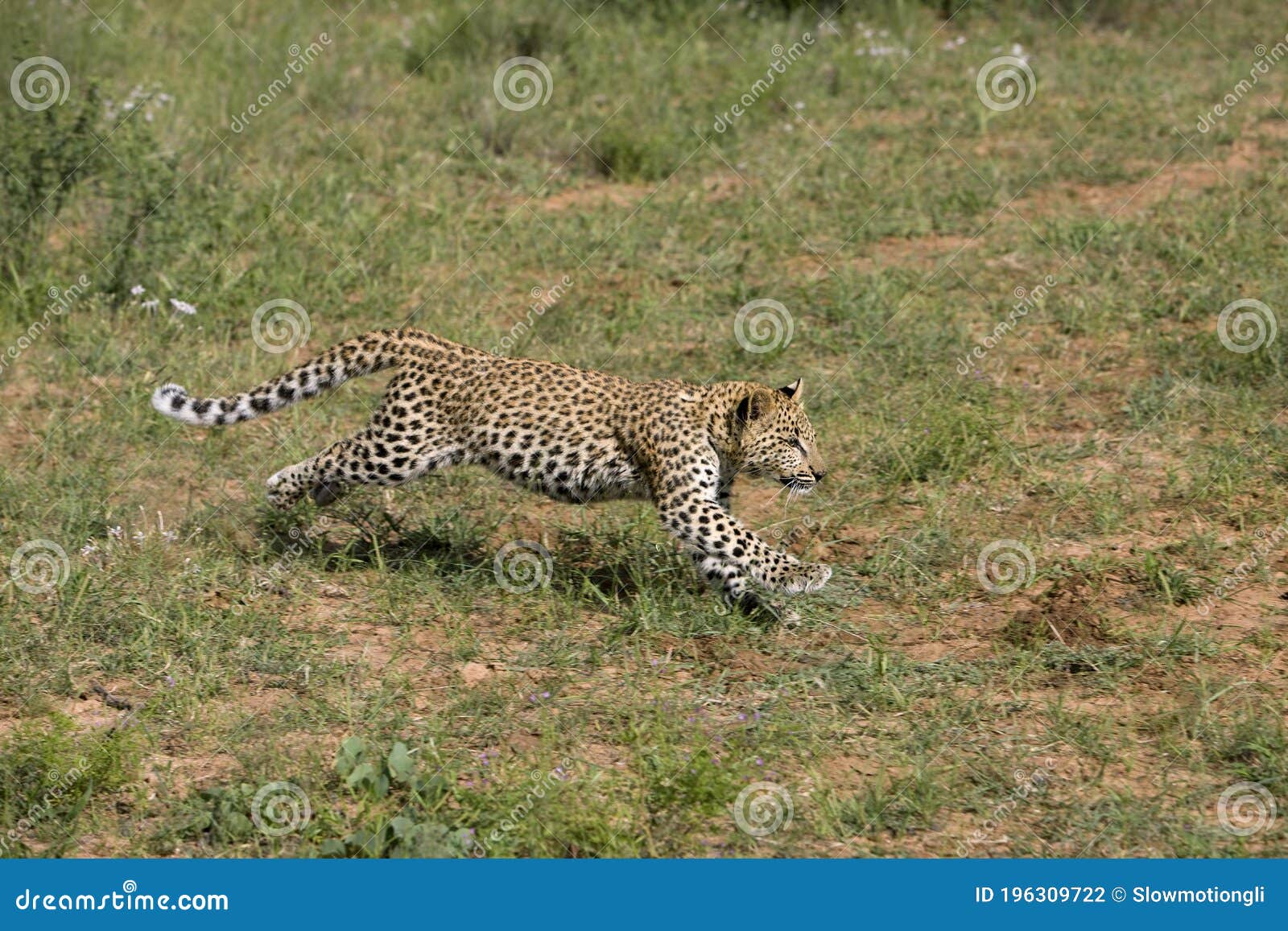 LEOPARD 4 MONTHS OLD CUB Panthera Pardus, YOUNG CLIMBING ON TREE TRUNK ...