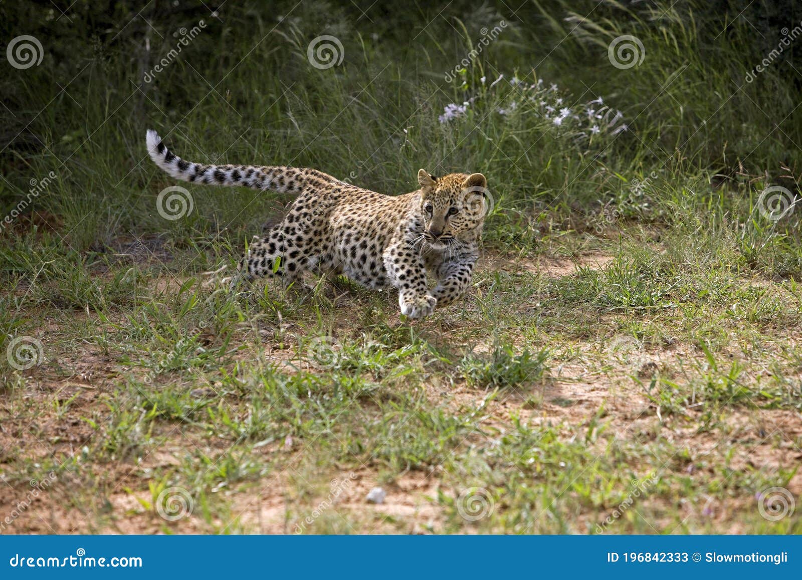 Leopard, Panthera Pardus, 4 Months Old Cub Running, Namibia Stock Image ...