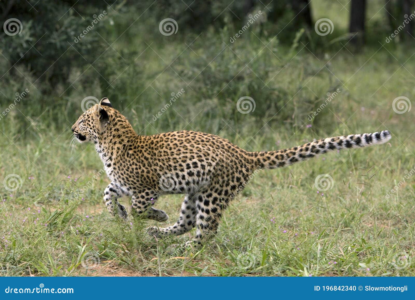 Leopard, Panthera Pardus, 4 Months Old Cub Running, Namibia Stock Photo ...