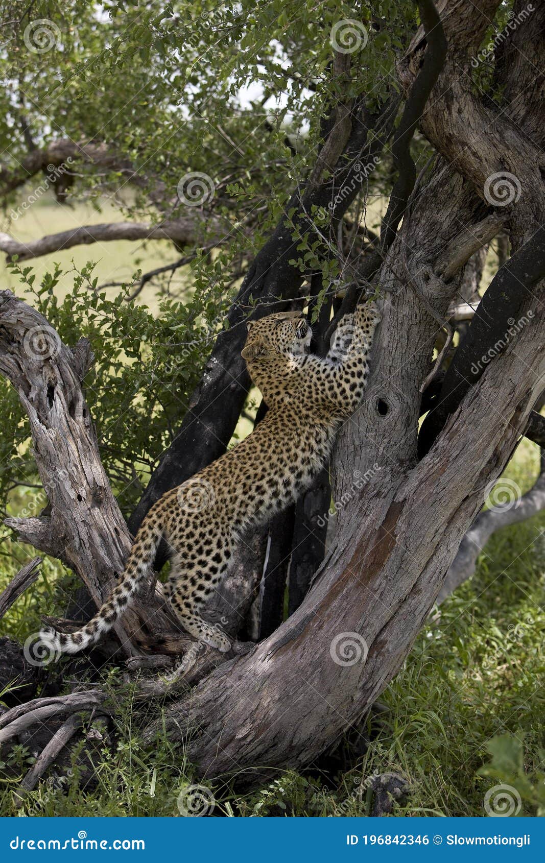 Leopard, Panthera Pardus, 4 Months Old Cub Scratshing Tree Trunk ...