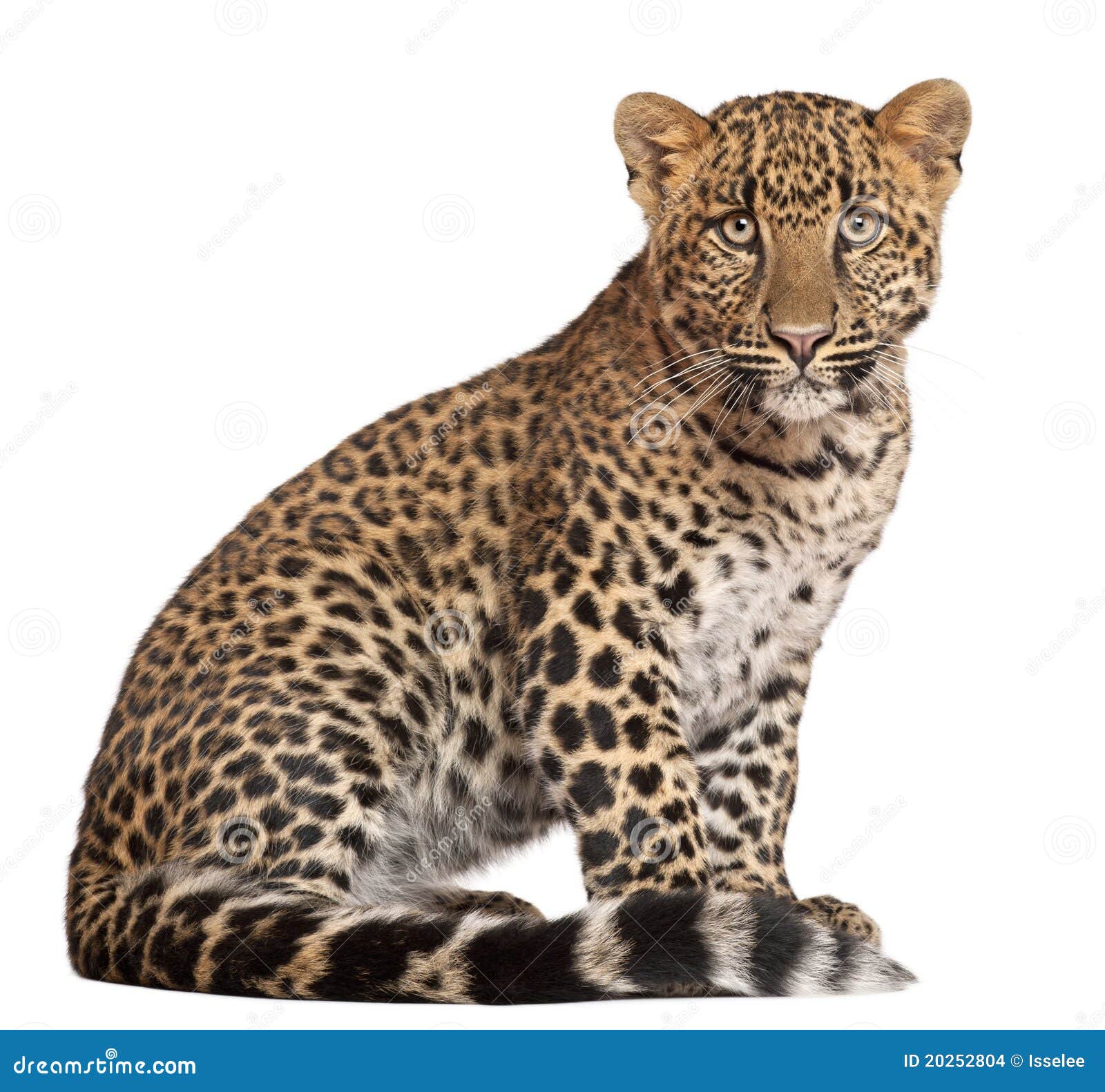 Leopard & X28;Panthera Pardus& X29; Staring Portrait In Nature Royalty ...