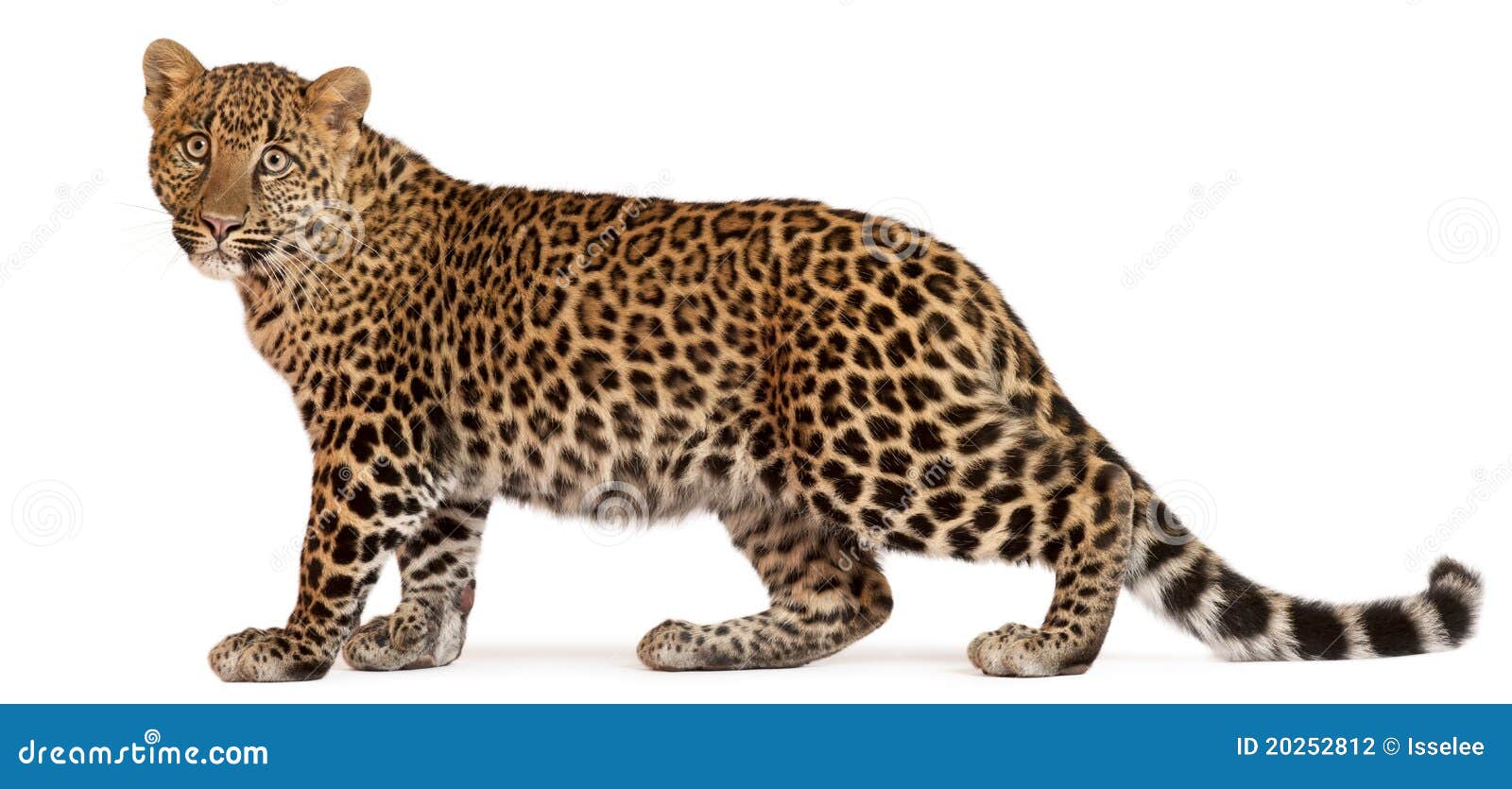 Leopard, Panthera Pardus, Standing Stock Photo - Image of camera ...