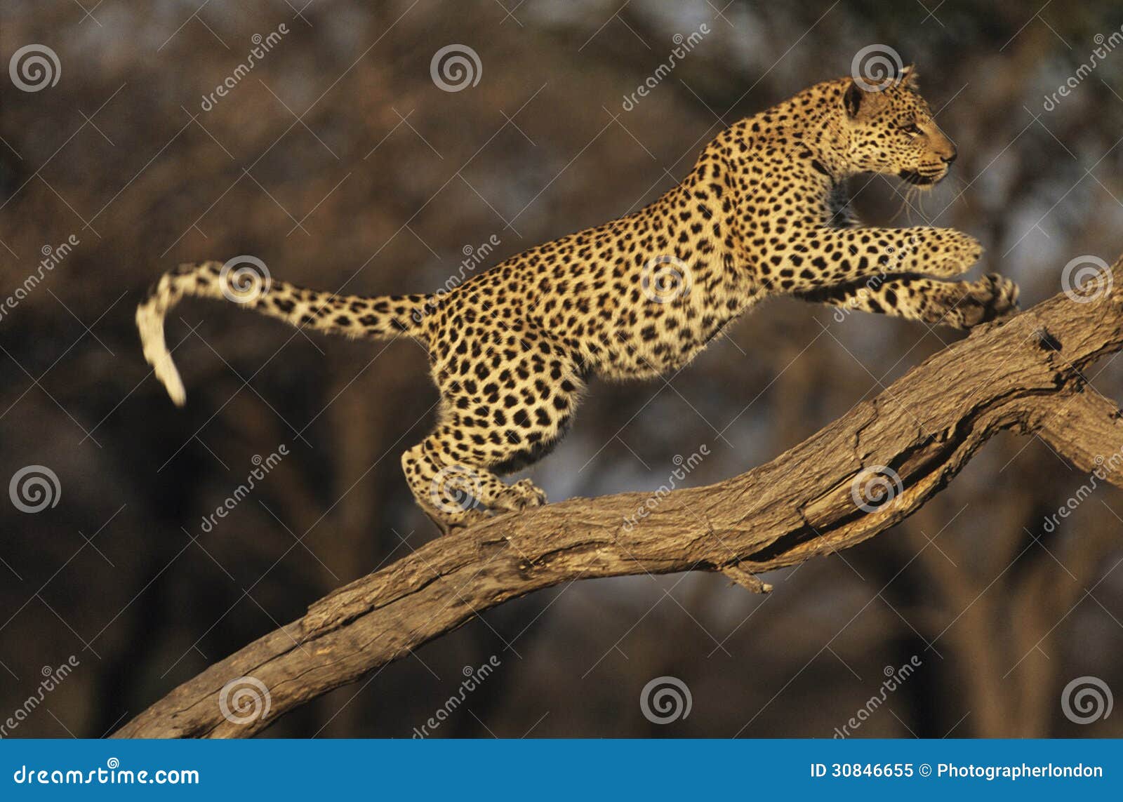 Leopard (Panthera Pardus) Standing on Branch Stock Image - Image of ...