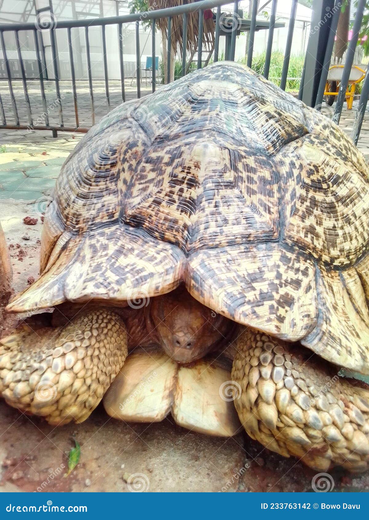 Leopard Pardalis Tortoise Hiding in Shell. Close Up Photo Stock Photo ...