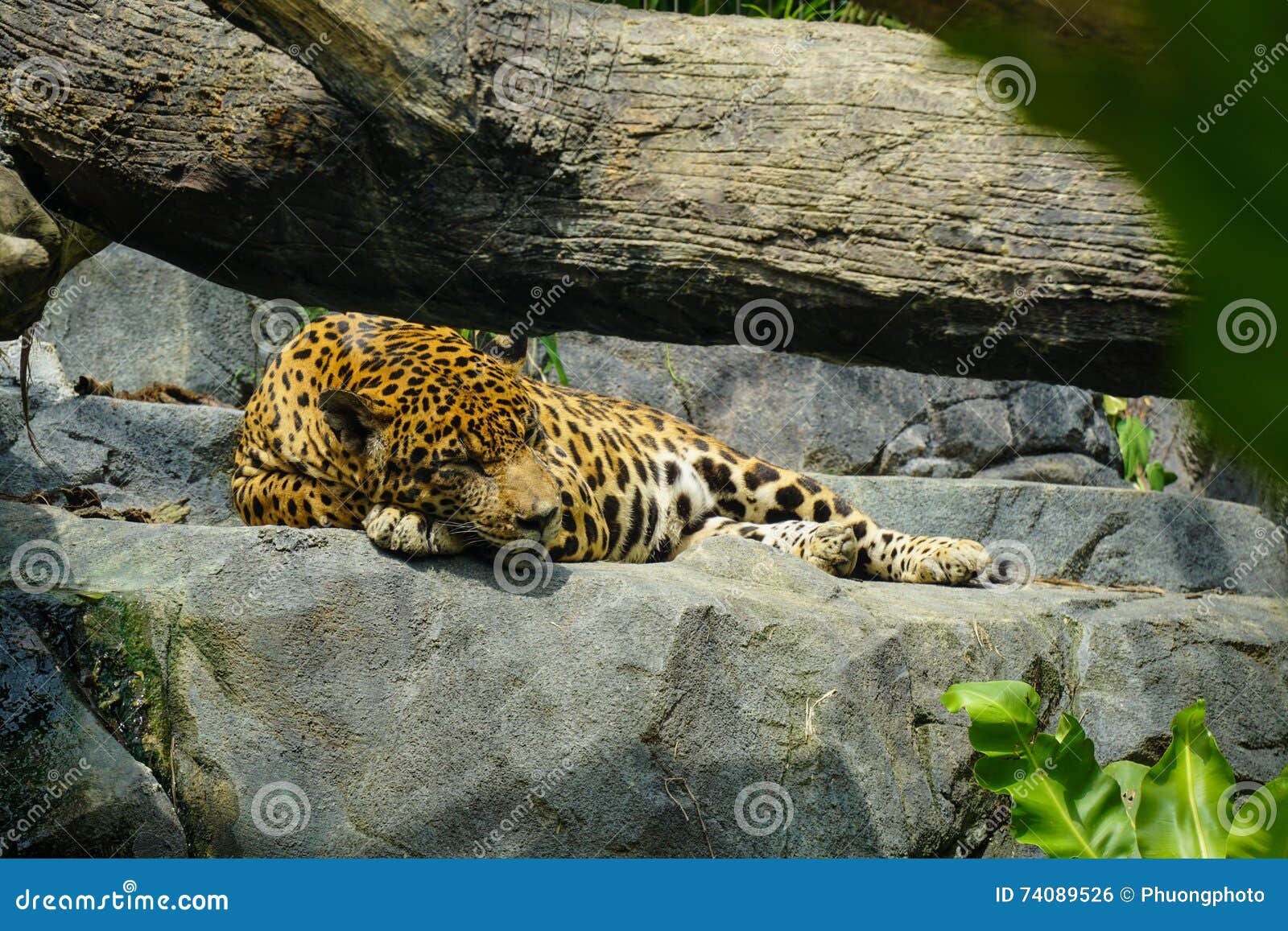 Leopard at the park stock photo. Image of monks, geyland - 74089526
