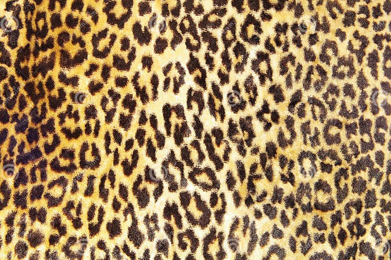 Leopard pattern stock photo. Image of print, spot, background - 2462502