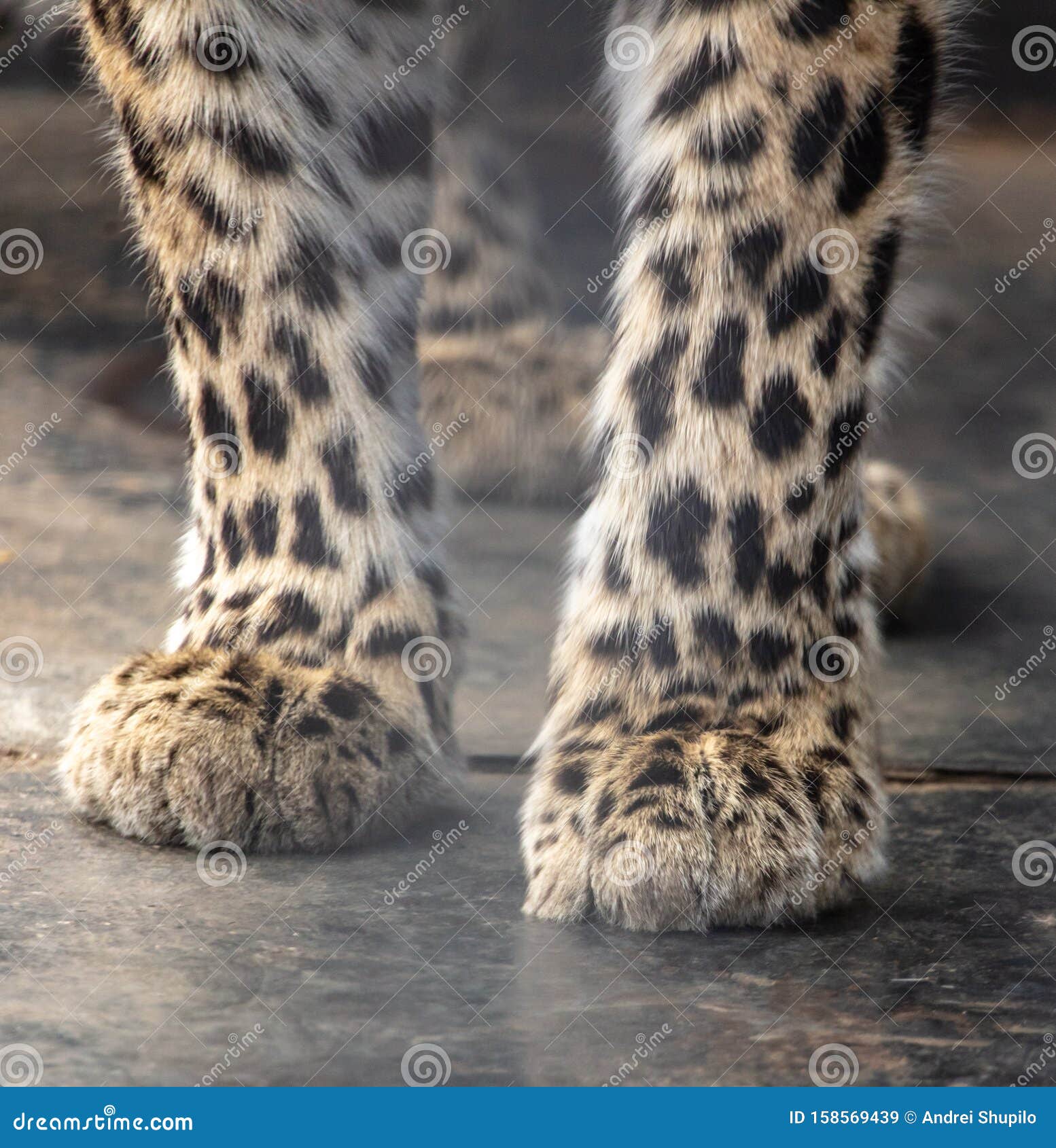 Leopard paws in the park stock image. Image of carnivore - 158569439
