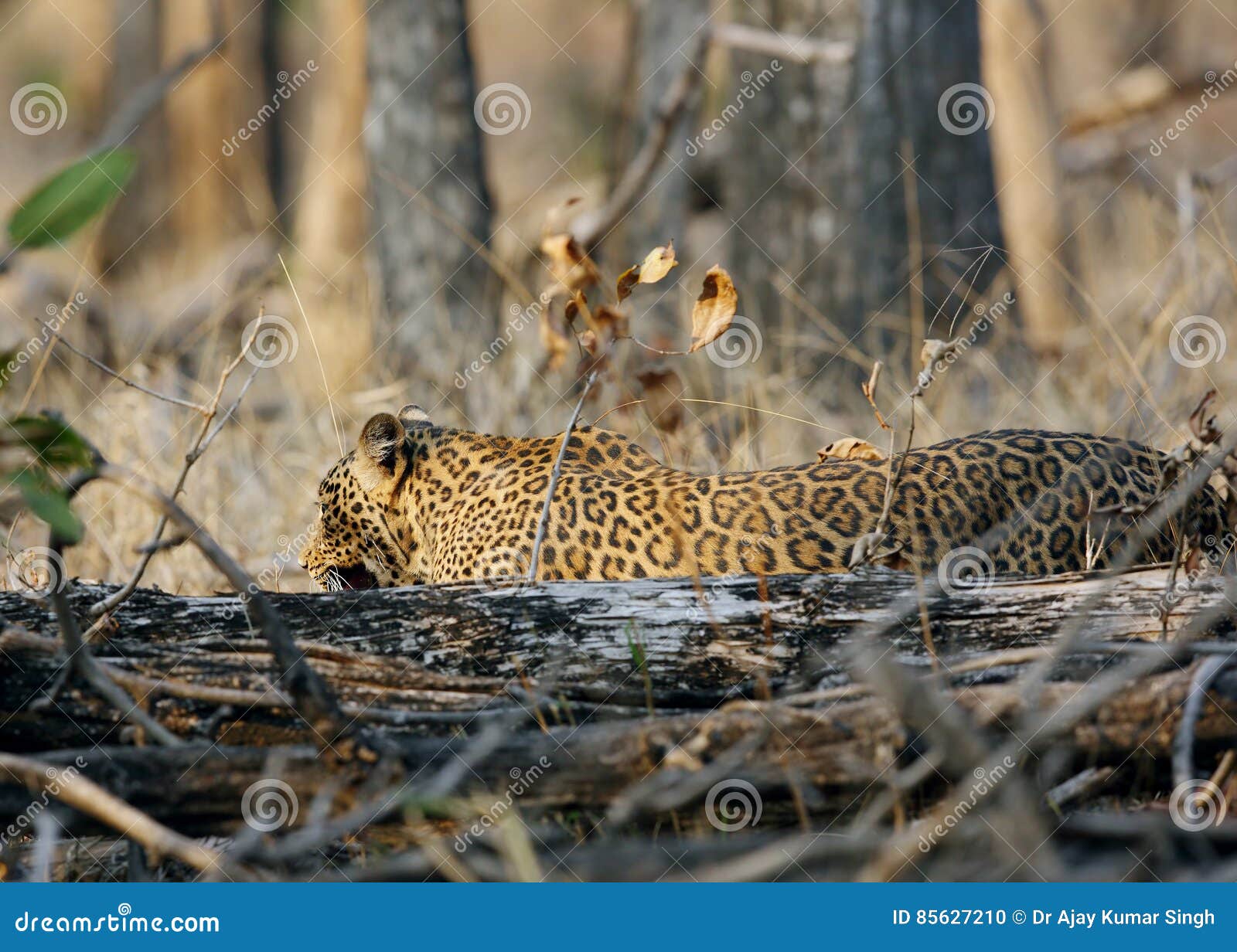 Leopard in Pench National Park Stock Photo - Image of mammalia ...