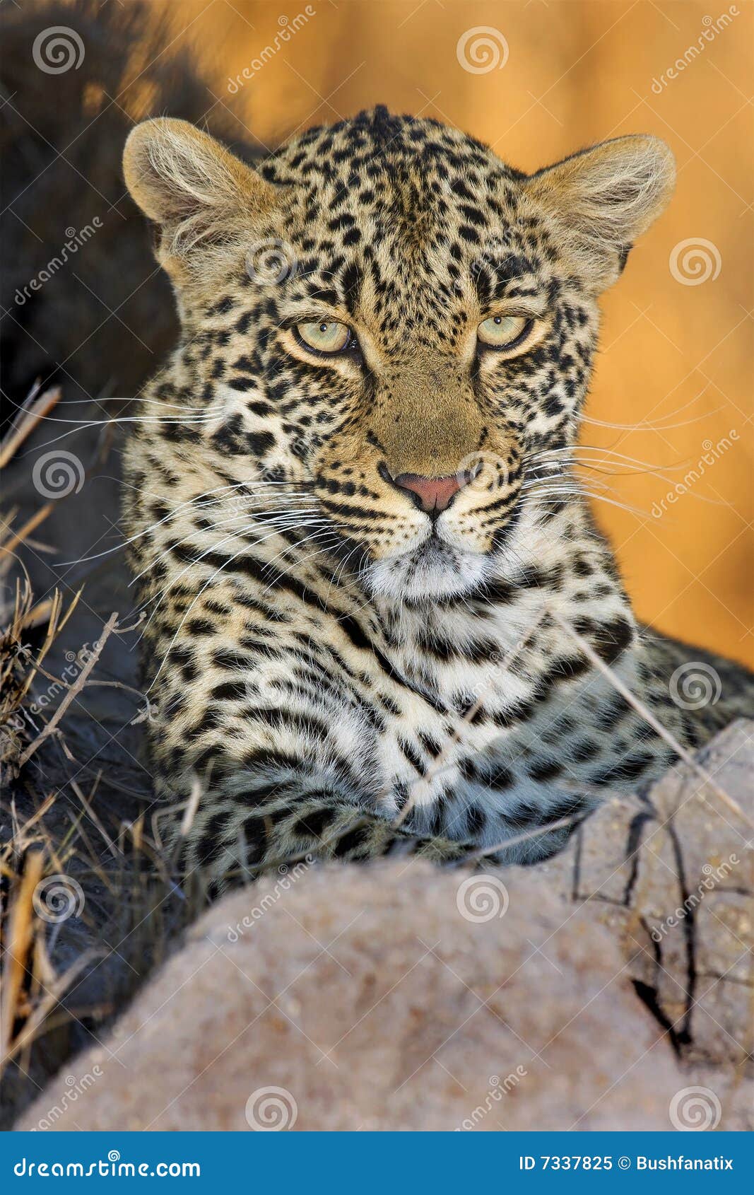 Leopard perch stock image. Image of nature, sunset, africa - 7337825