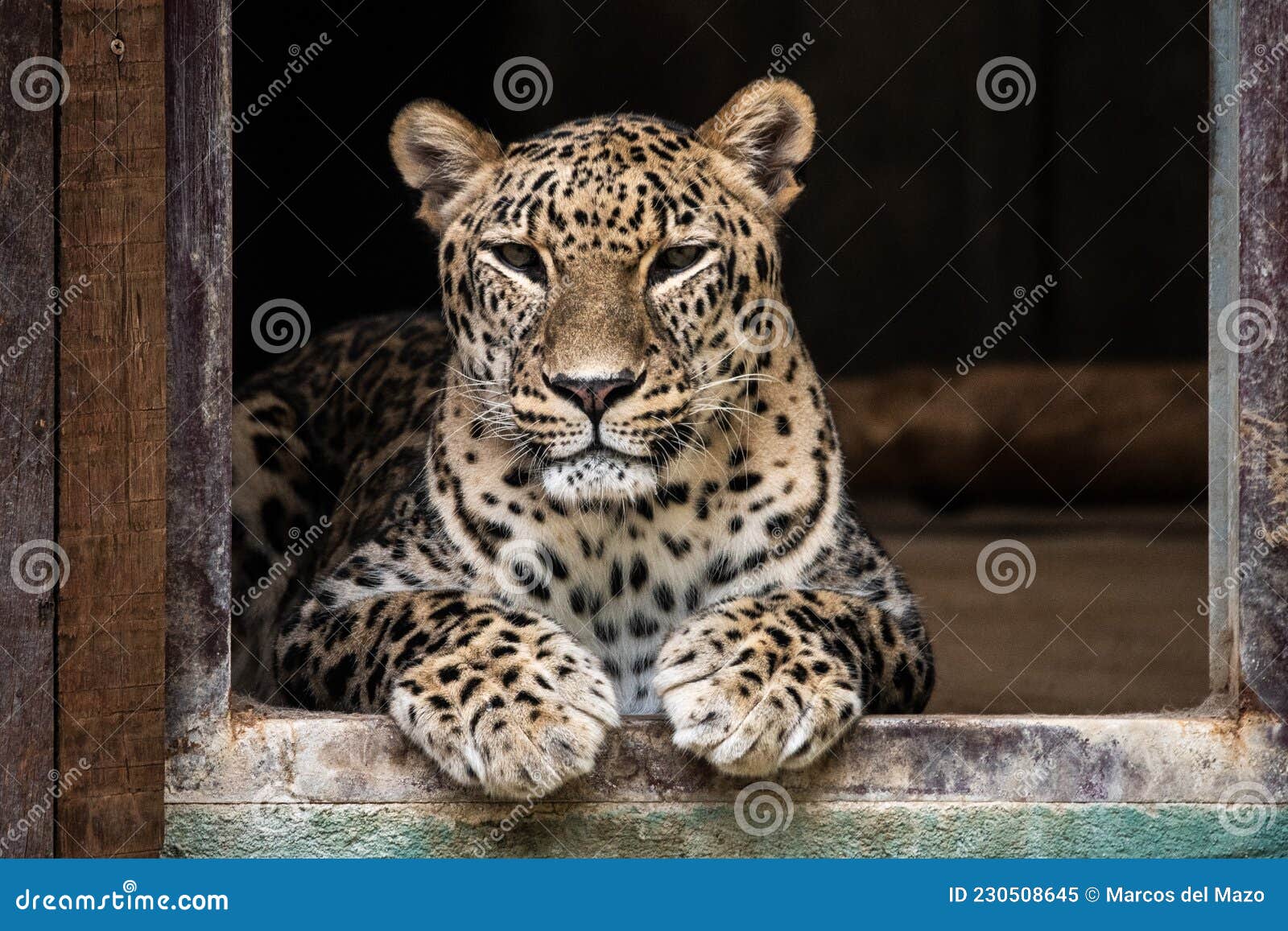 A Leopard Pictured in Its Enclosure in a Zoo Stock Image - Image of ...