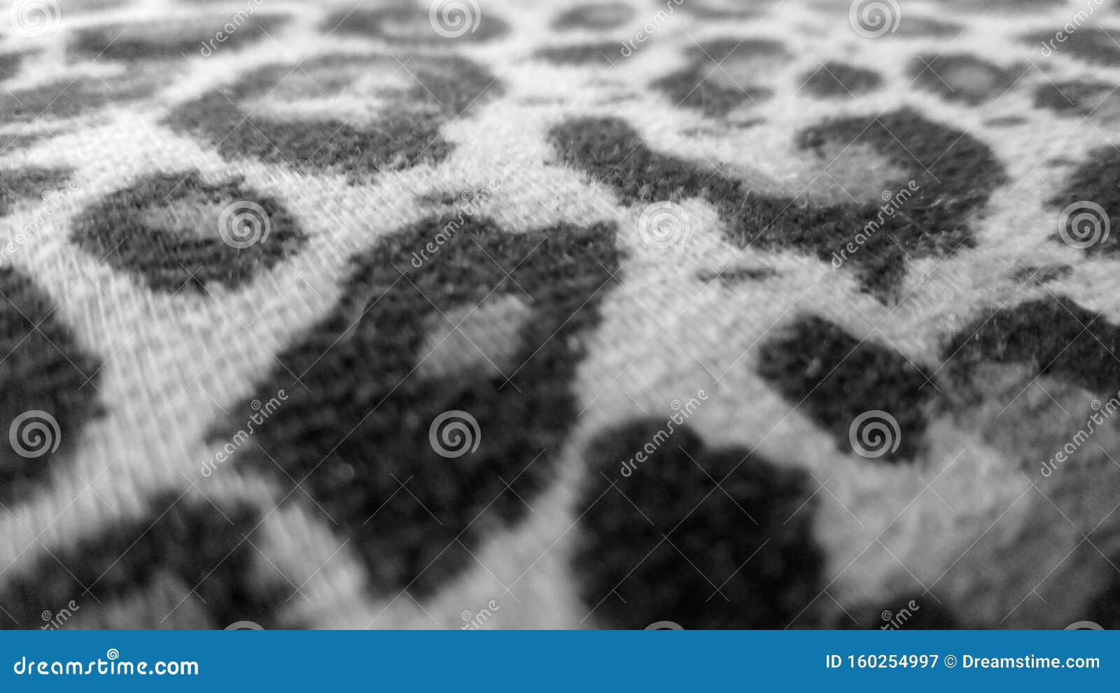 Leopard Plains of Texas stock image. Image of plains - 160254997