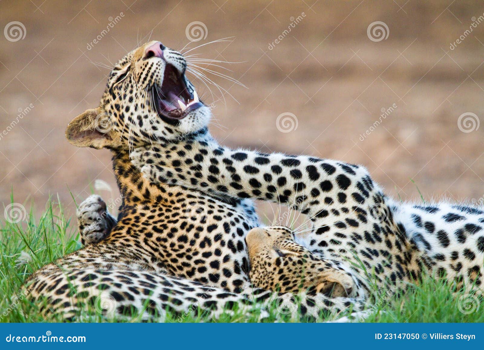 Leopard play stock photo. Image of safari, horizontal - 23147050