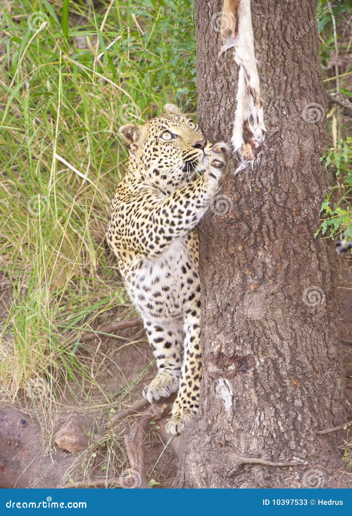 Leopard playing with skin stock image. Image of carnivorous - 10397533