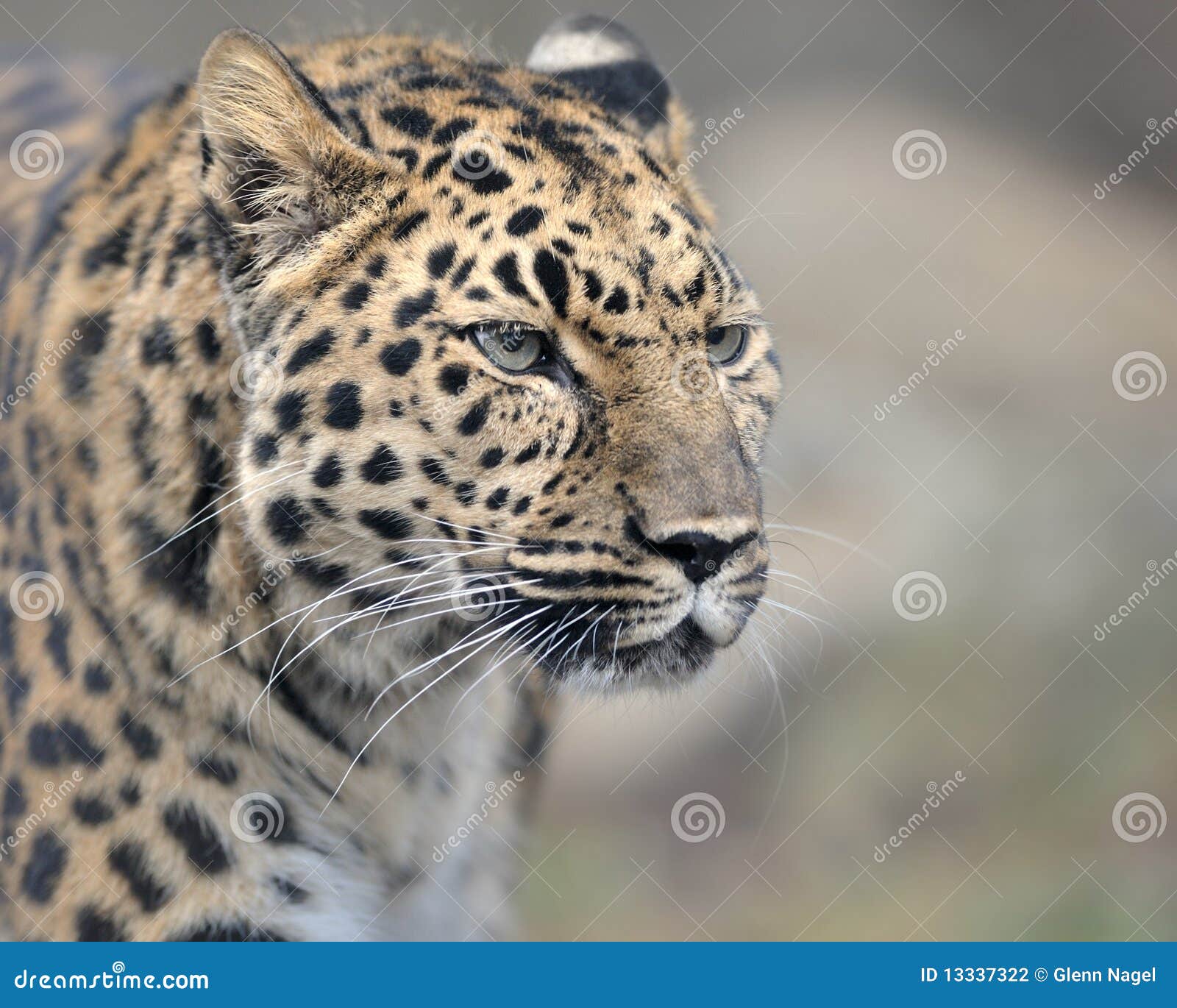 Leopard portrait stock photo. Image of wildlife, horizontal - 13337322