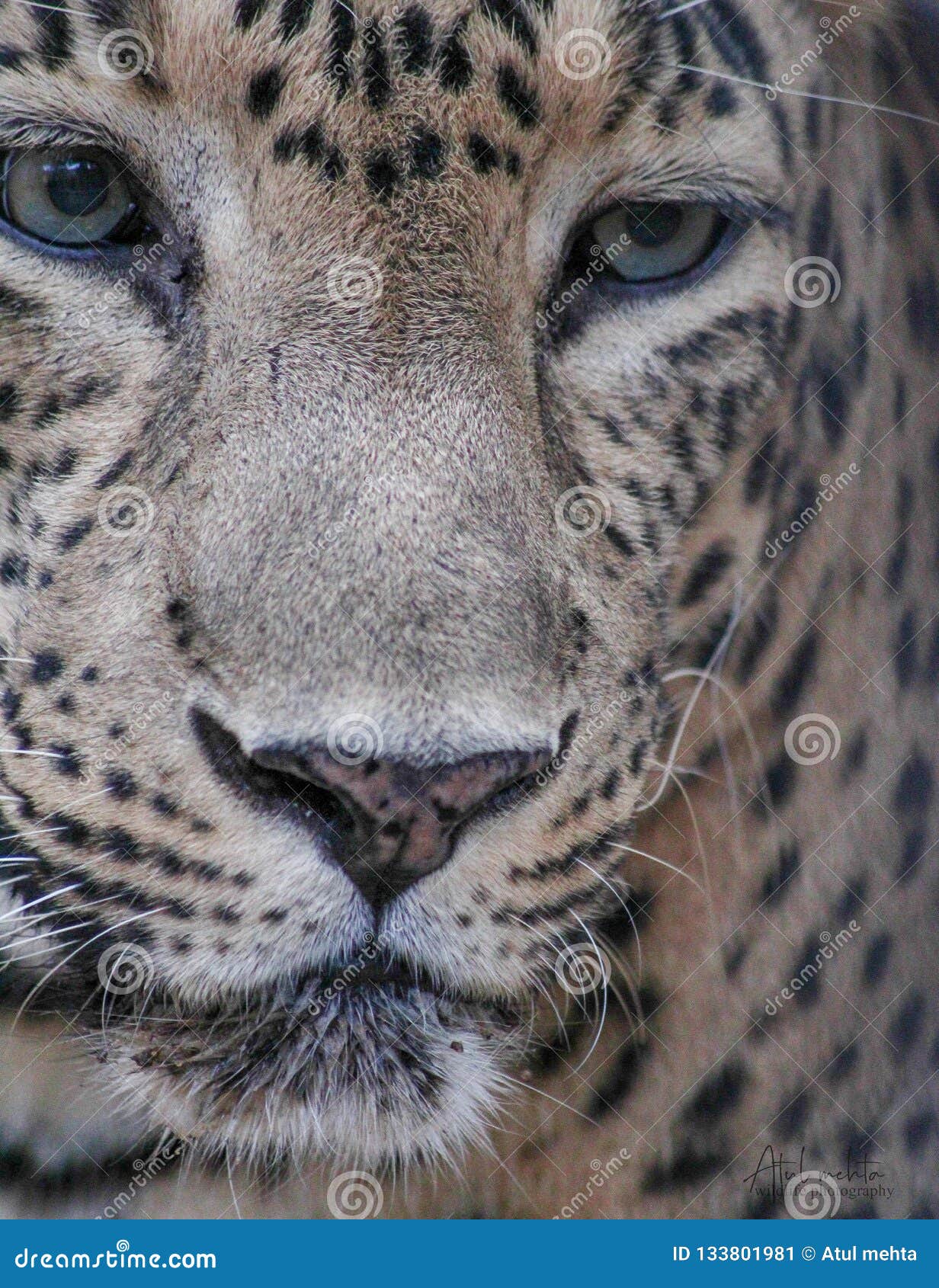Leopard stock image. Image of portrait, nature, animal - 133801981