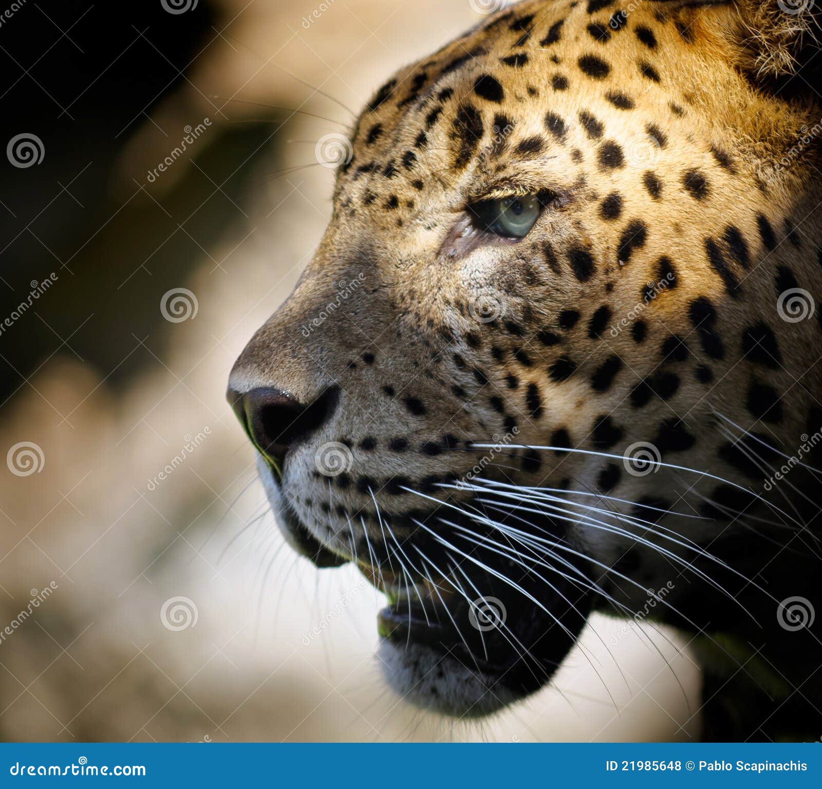 Leopard portrait stock photo. Image of mouth, outdoors - 21985648