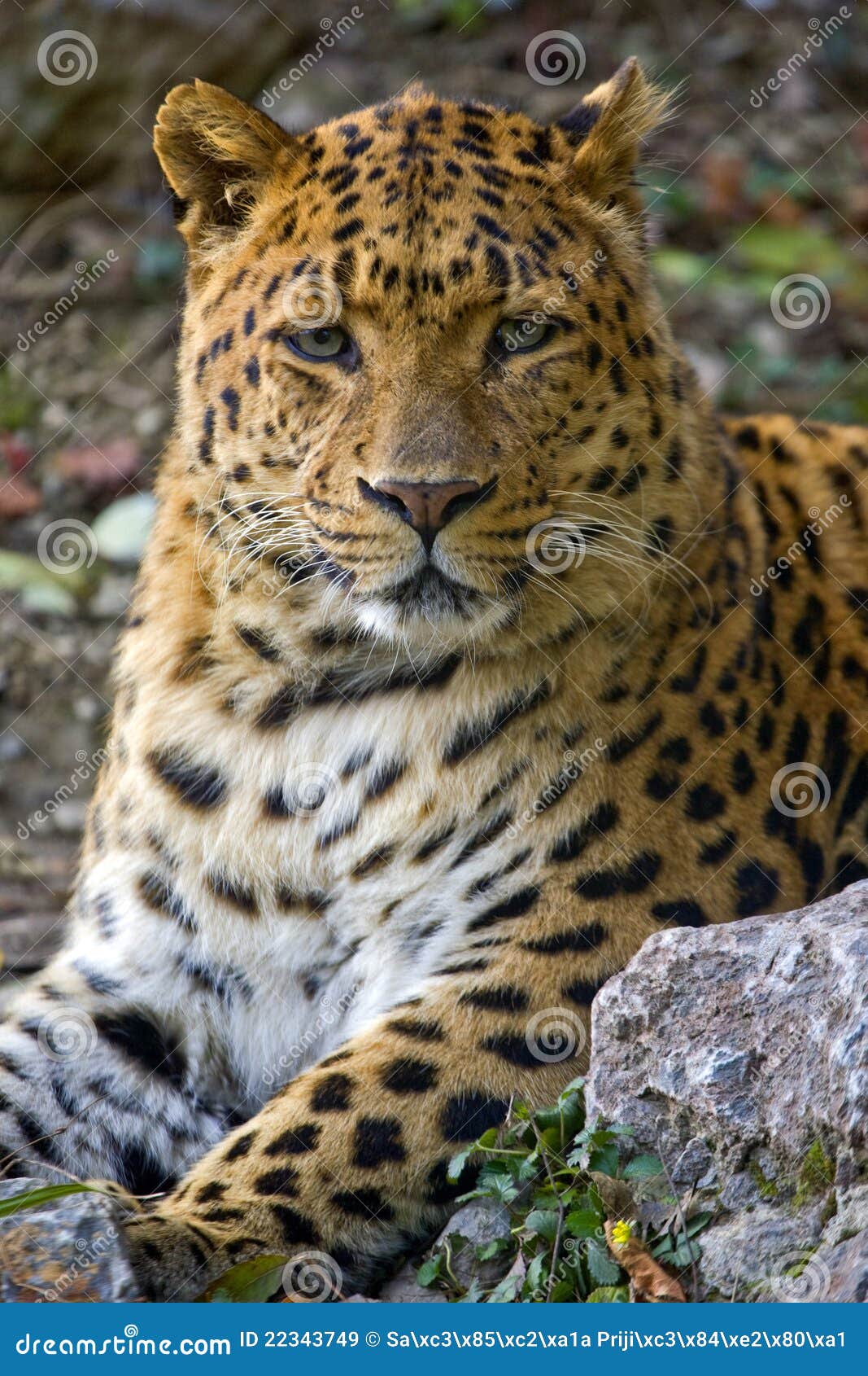 Leopard portrait stock image. Image of powerful, panthera - 22343749