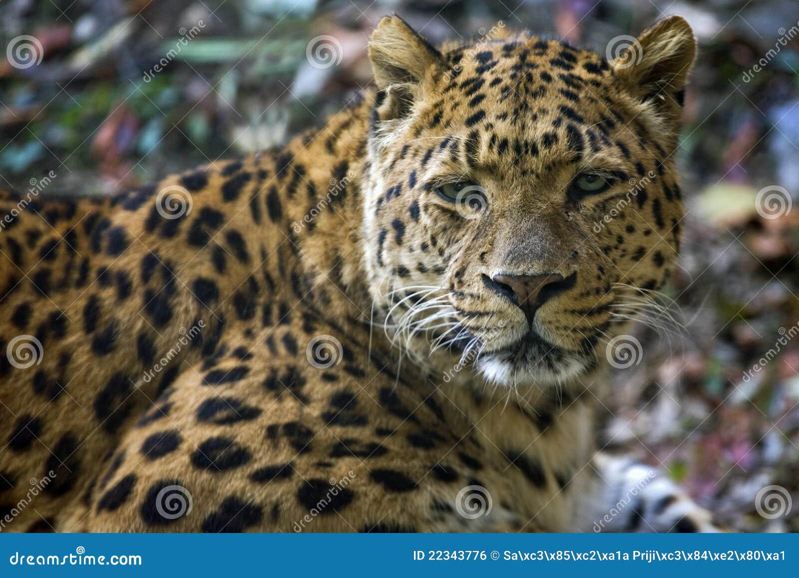Leopard portrait stock photo. Image of wild, panthera - 22343776
