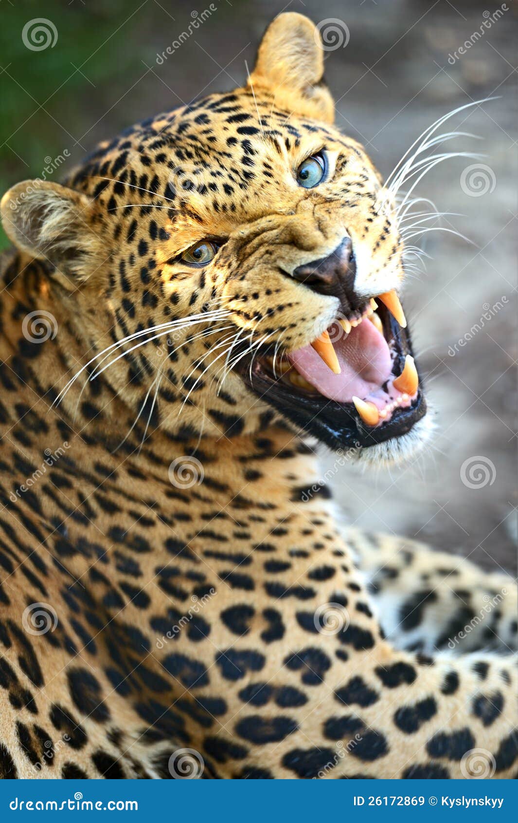 Leopard portrait stock image. Image of nature, habitat - 26172869
