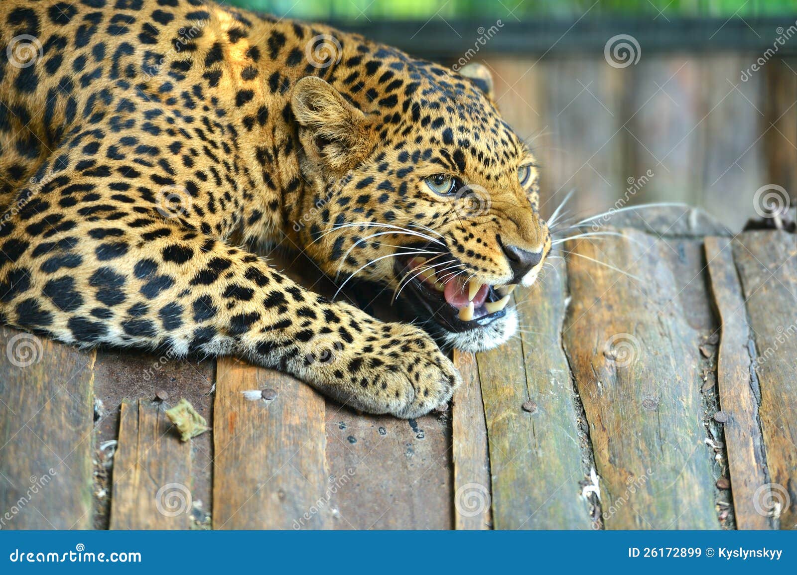 Leopard portrait stock image. Image of portrait, wool - 26172899