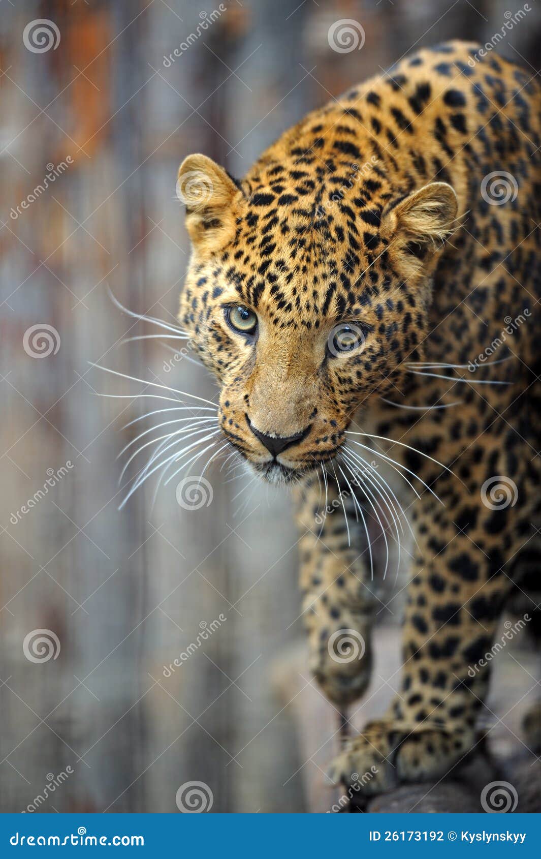 Leopard portrait stock photo. Image of danger, africa - 26173192