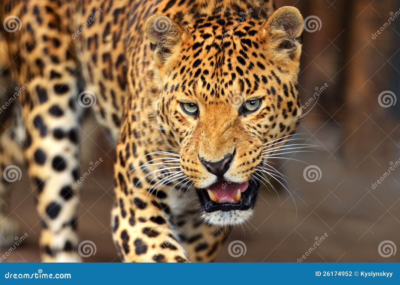 Leopard portrait stock photo. Image of animal, nature - 26174952