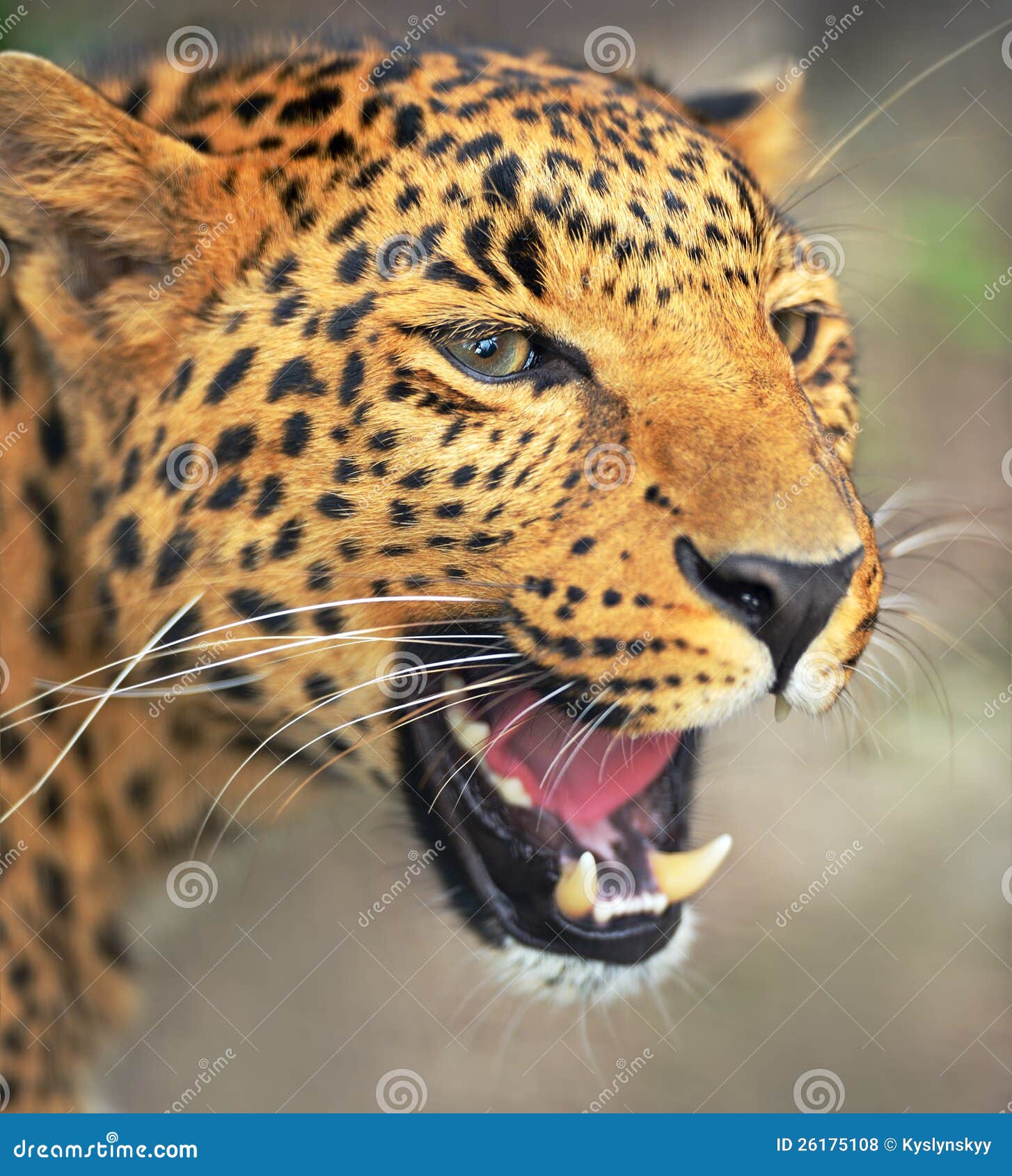 Leopard portrait stock photo. Image of powerful, dangerous - 26175108