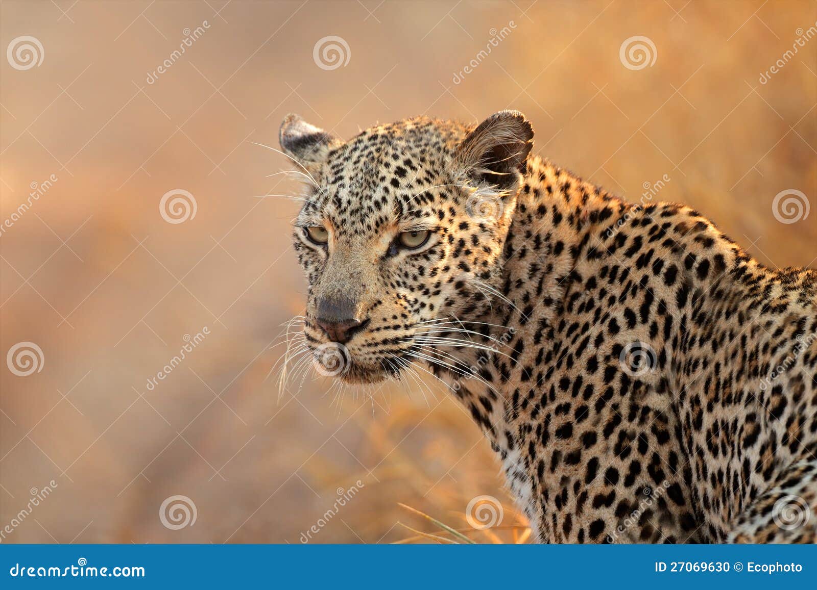 Leopard portrait stock photo. Image of hunter, wild, nature - 27069630