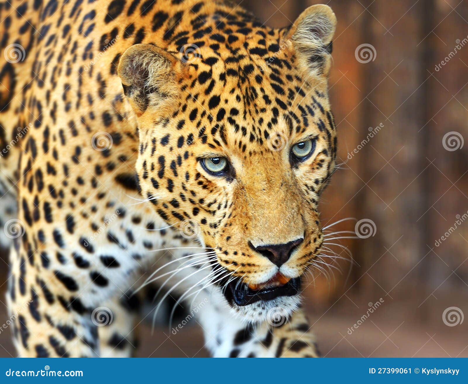 Leopard portrait stock image. Image of nature, carnivorous - 27399061