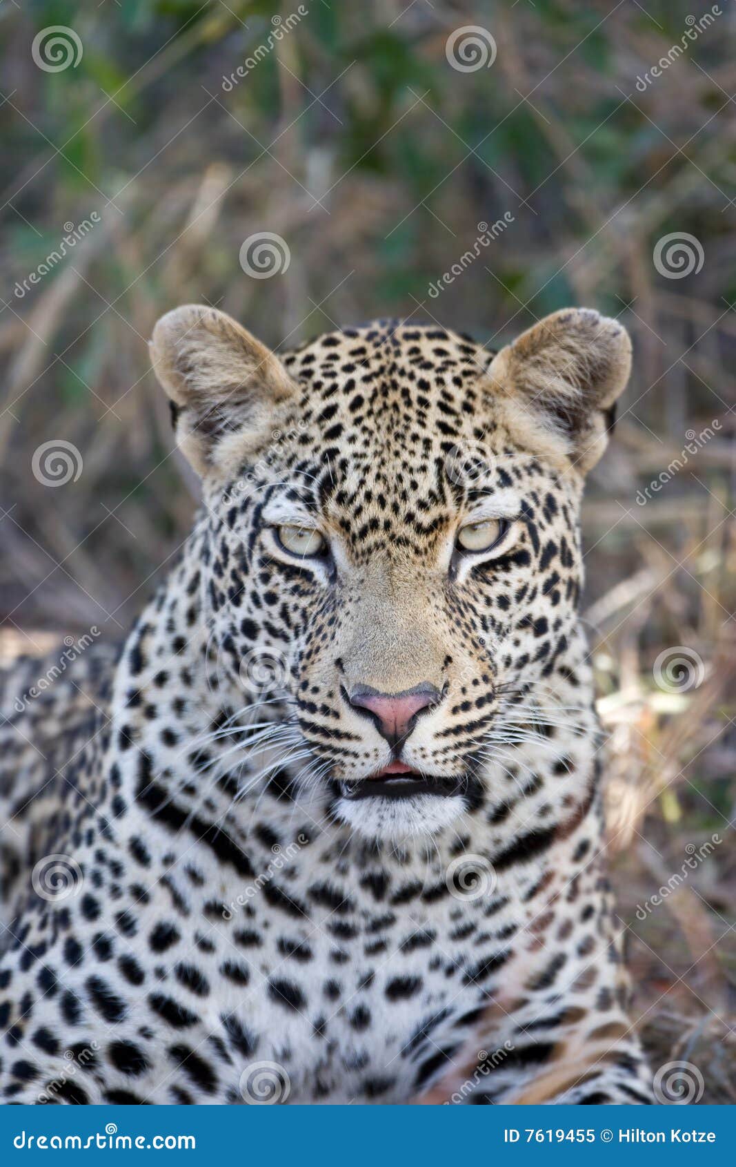 Leopard portrait stock image. Image of mammal, family - 7619455