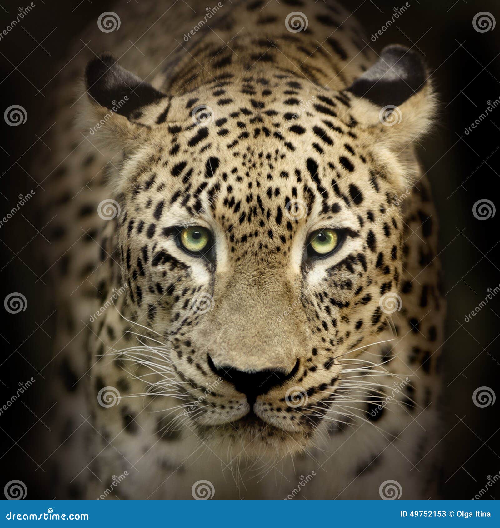 Leopard portrait on black stock image. Image of close - 49752153