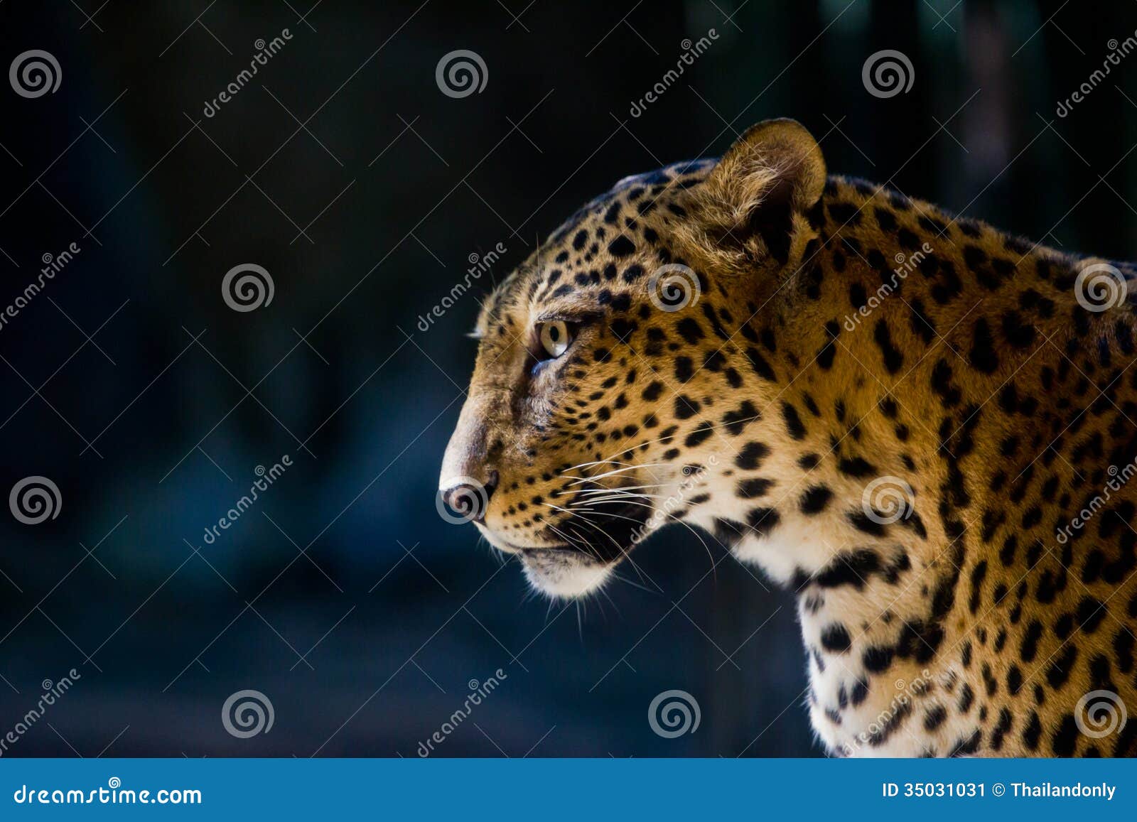 Leopard portrait stock image. Image of predator, park - 35031031