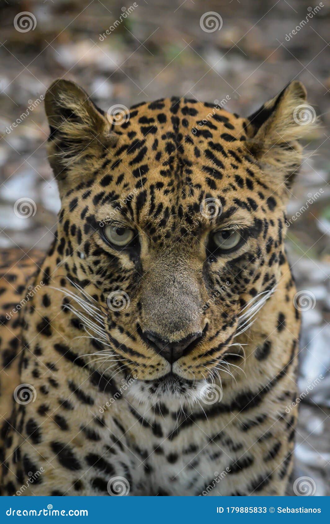 Leopard Portrait - Close Up on Leopard Face Stock Image - Image of ...