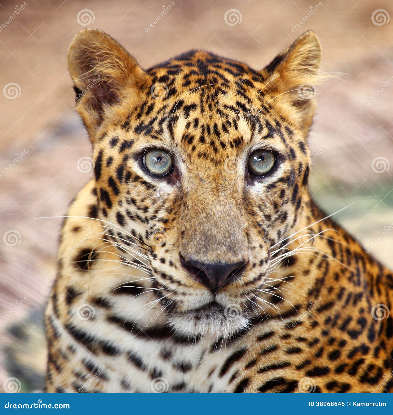 Leopard Portrait On Dark Background Royalty-Free Stock Photography ...