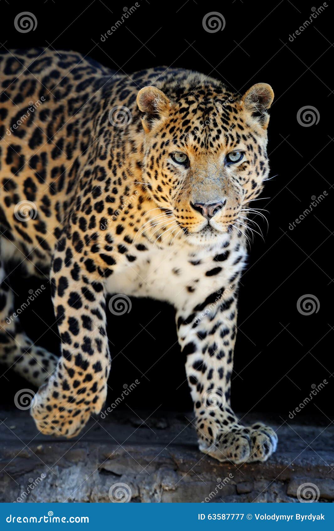 Leopard Portrait on Dark Background Stock Image - Image of animal ...