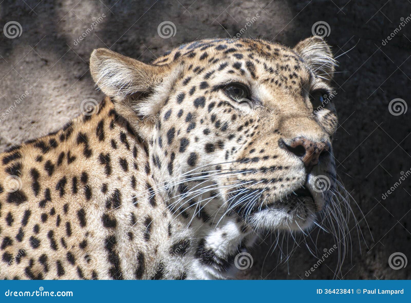 Leopard Portrait stock image. Image of closeup, mammal - 36423841