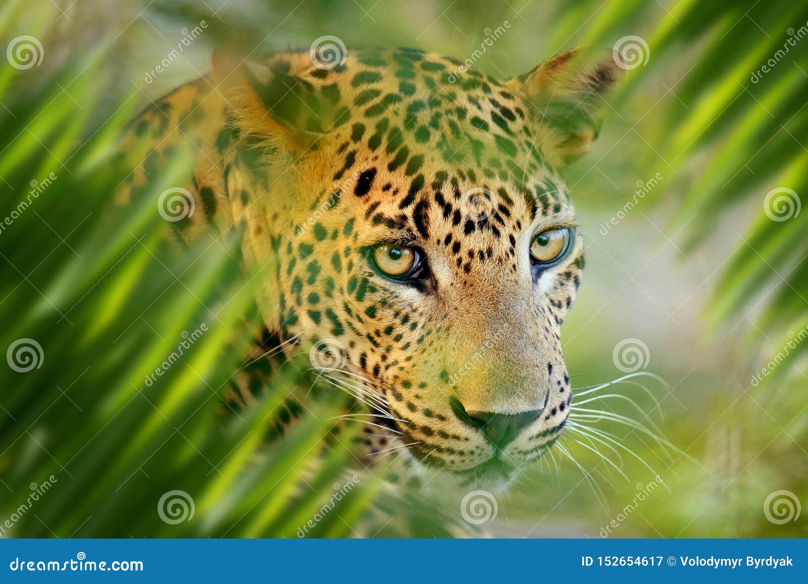 Leopard portrait in jungle stock image. Image of cute - 152654617