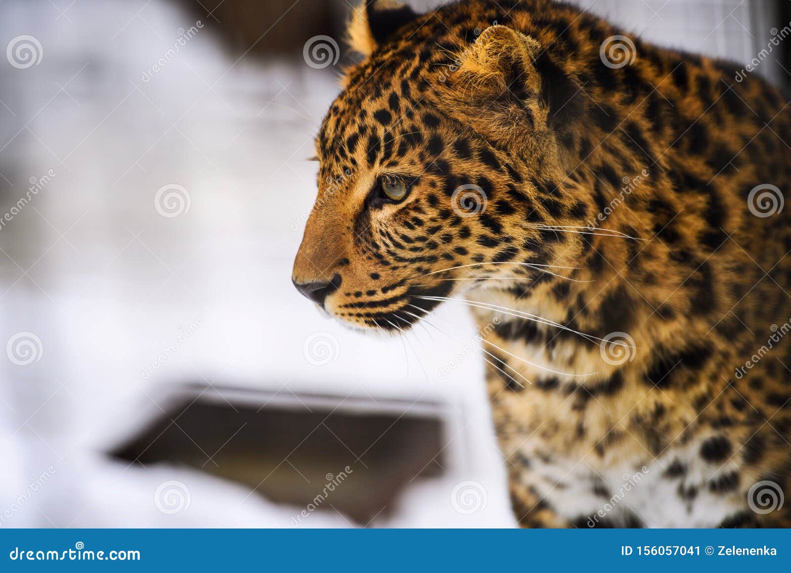 Leopard portrait stock image. Image of portrait, wildlife - 156057041