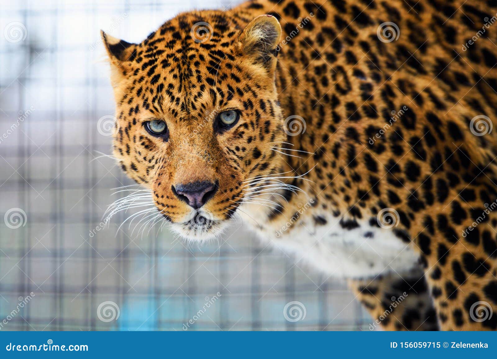 Leopard portrait stock image. Image of wildlife, five - 156059715