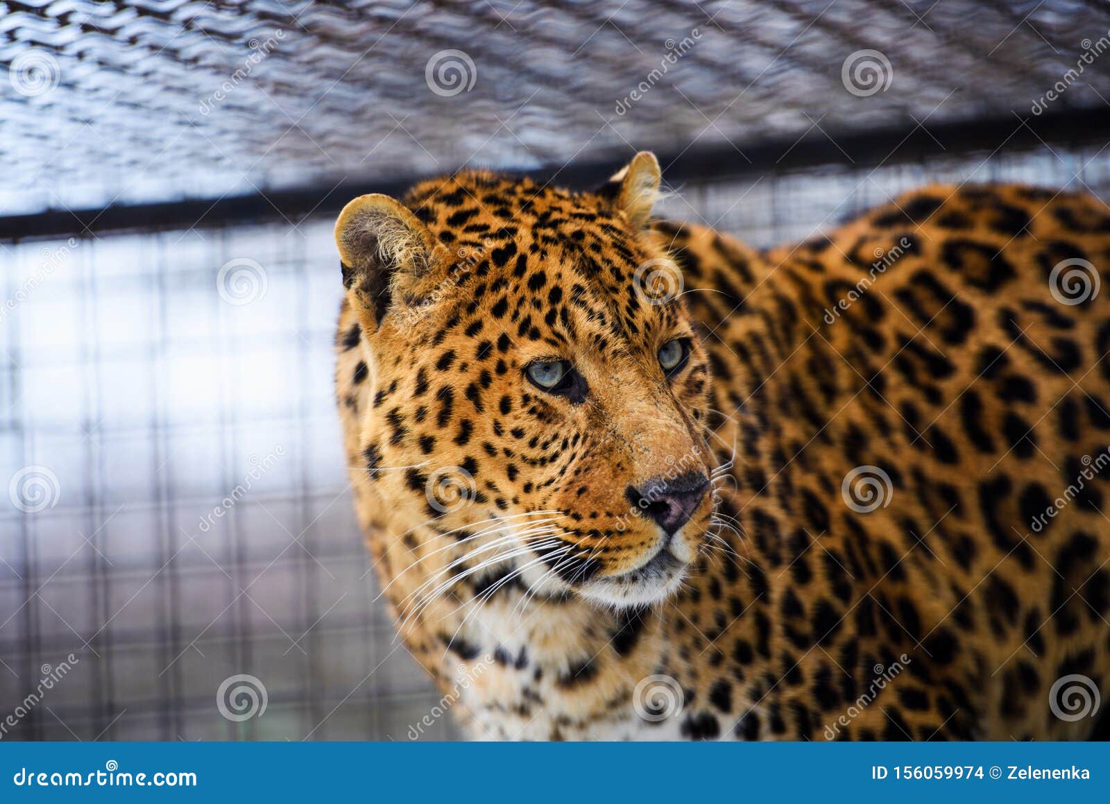Leopard portrait stock photo. Image of portrait, leopard - 156059974