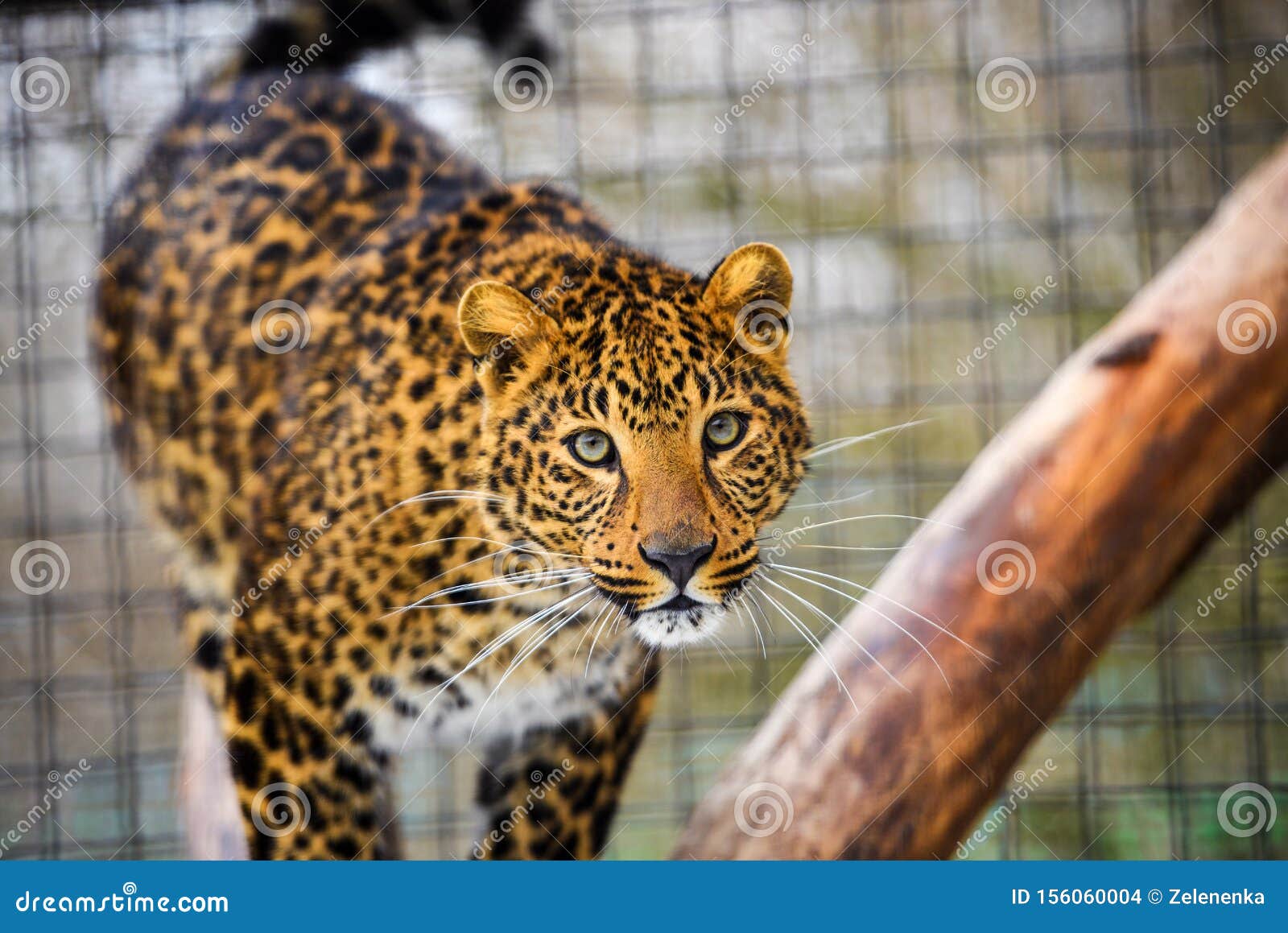 Leopard portrait stock photo. Image of nature, portrait - 156060004