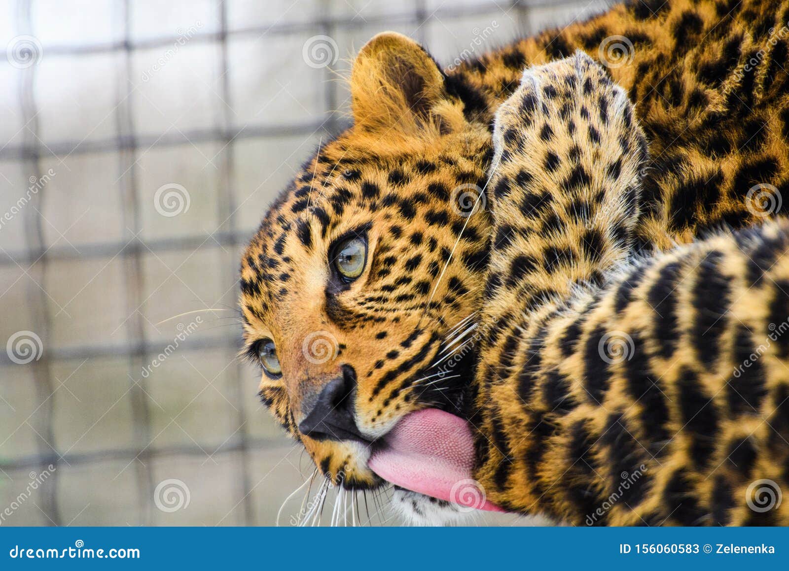 Leopard portrait stock image. Image of wildlife, leopard - 156060583