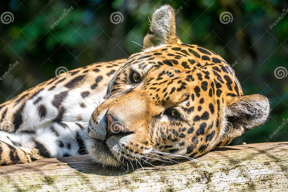 Leopard stock image. Image of captive, tired, lonely - 46590089