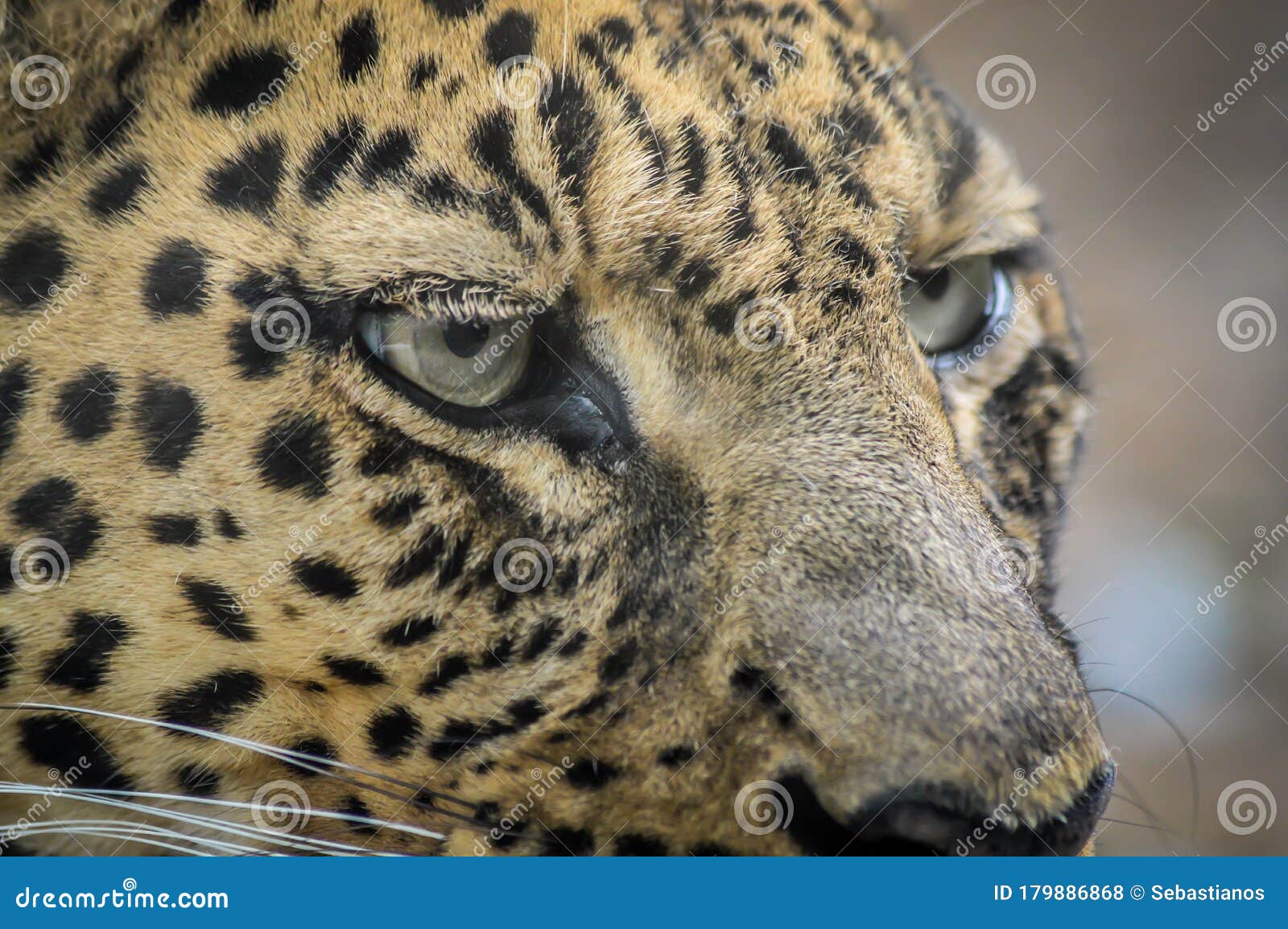 Leopard Portrait - Very Close Up Stock Photo - Image of animal, curious ...